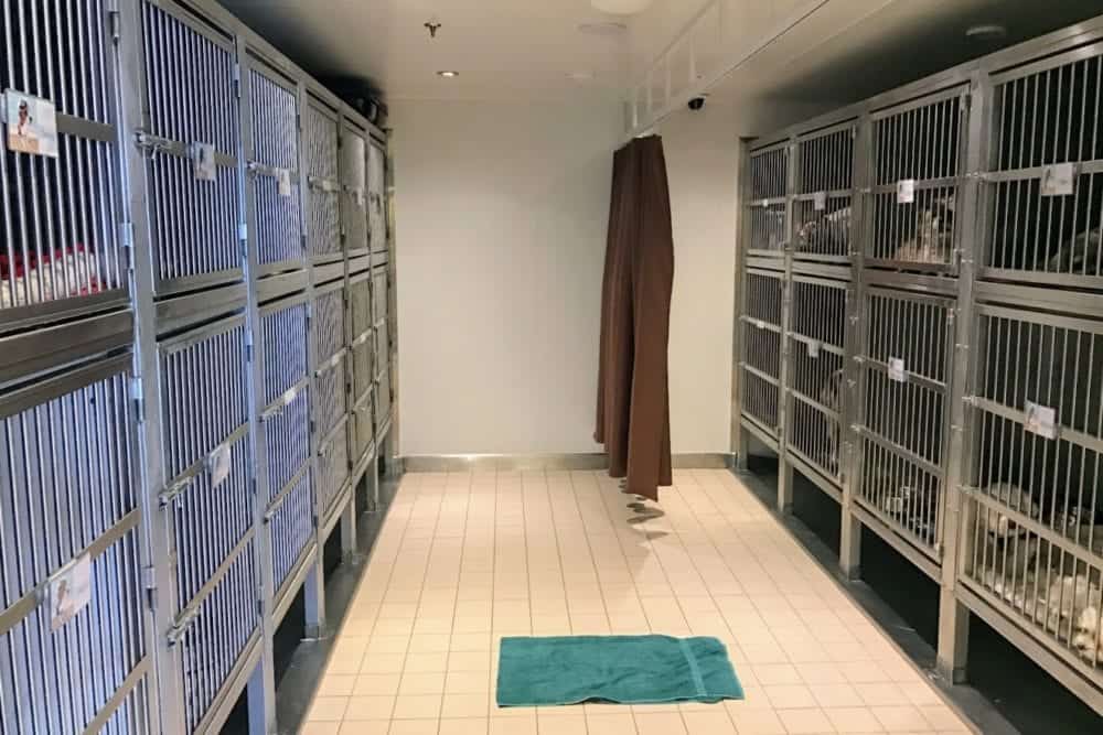 Peek Inside the New Queen Mary 2 Kennels - Cruise Maven