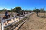 Half Moon Cay Bahamas Horseback Riding Review – Cruise Maven